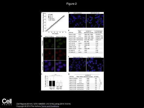 TALEN Gene Knockouts Reveal No Requirement For The Conserved Human Shelterin Protein Rap In