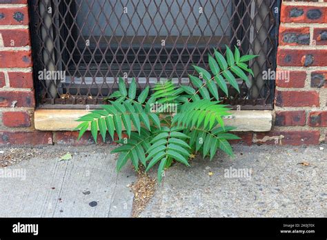 An Ailanthus Tree Ailanthus Altissima Tree Of Heaven Urban Weed
