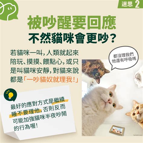 貓咪深夜不睡破解迷思貓奴一夜好眠 寵物公園PetPark