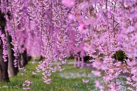 しだれ桜 絶景事典