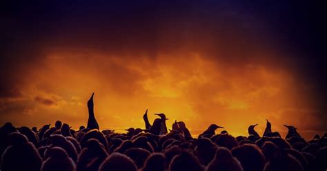 Detecting XLoader MacOS Malware Info Stealer Keylogger