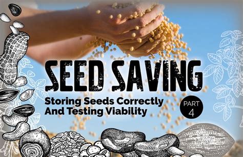 Seed Saving Part 4 Storing And Testing Garden Culture Magazine