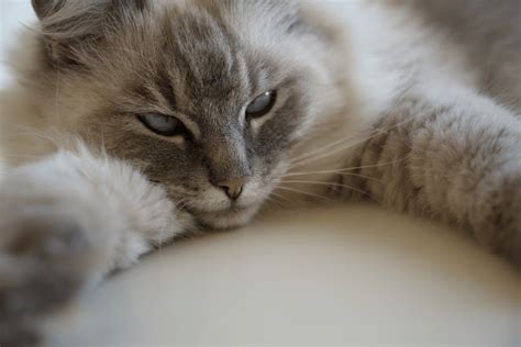 7 Things Owners Need To Know About Lynx Point Ragdoll Cats