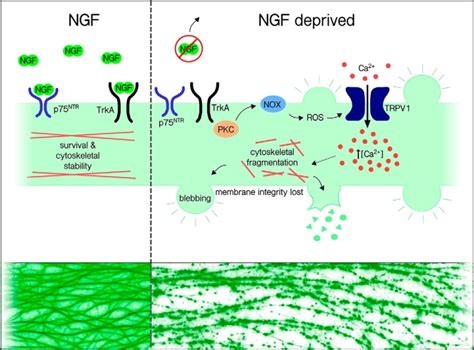 Developmental Axon Degeneration Requires Trpv1 Dependent Ca2 Influx Pmc