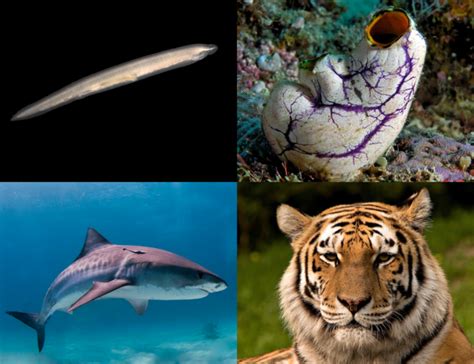 Microevolution Biology Simple