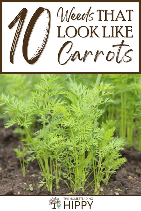 10 Weeds That Look Like Carrots