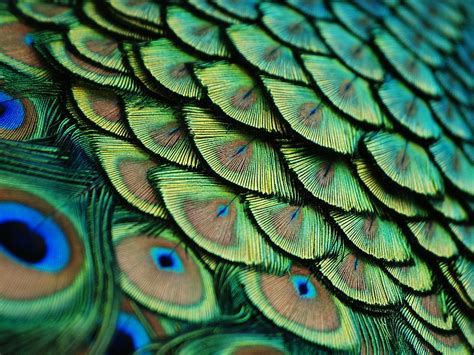 Peacock Feathers Up Close Pics
