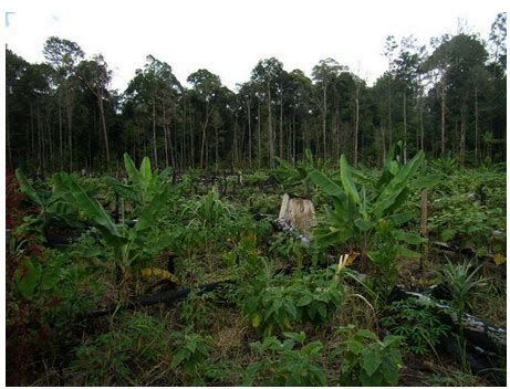 Types And Distribution Of Forest Reserved Protected Unclassed PW