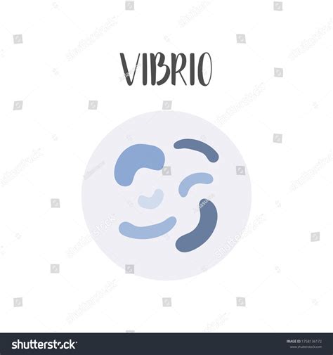 비브리오 박테리아 분류 박테리아의 나선형 형태 스톡 벡터로열티 프리 1758136172 Shutterstock