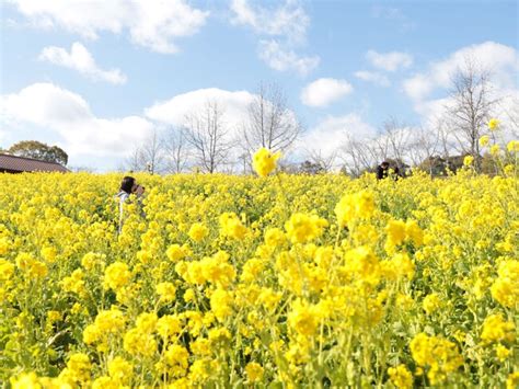 一足早く春を感じる「50万本の菜の花」が開花中【堺・緑のミュージアム ハーベストの丘】 Traicy Release