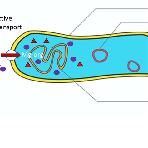 Schematic Diagram Of Bacteria Showing Metabolism Dependent Absorption