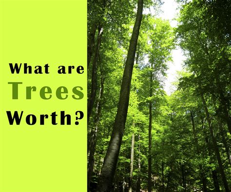 Value Of Trees How Much Is A Tree Really Worth Institute Of