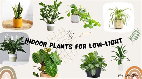 Top 10 Low Light House Plants For Dark Rooms Top 10 Most Beautiful