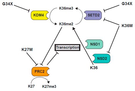 Schematic Illustration Of The Interplay Between K36 And K27 Methylation