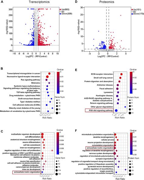 Transcriptomics And Proteomics Analysis For Early Ros With Ush2a
