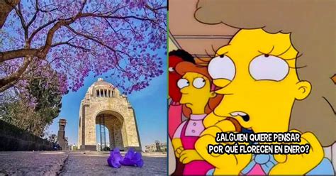 Personas Que Publicaron Fotos De Las Jacarandas Floreciendo Recibirán