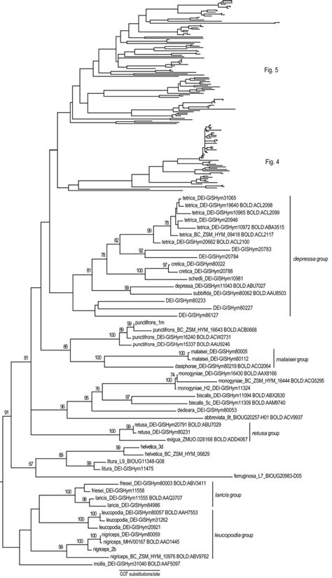 maximum likelihood tree of pristiphora based on coi gene 1078 bp