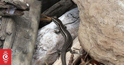 Native Skinks Cause Cost Blowout For Porirua Sewage Tank Rnz News
