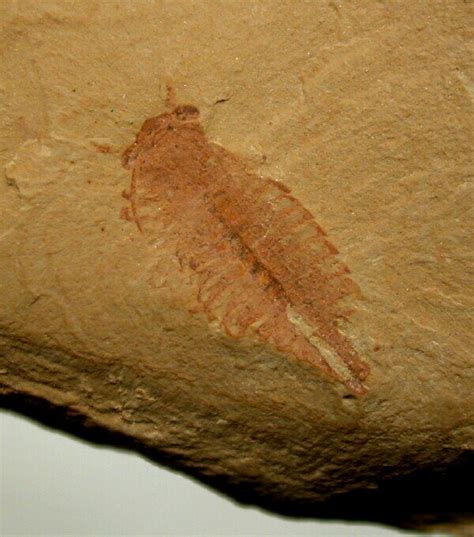 Anomalocarididae Chengjiang