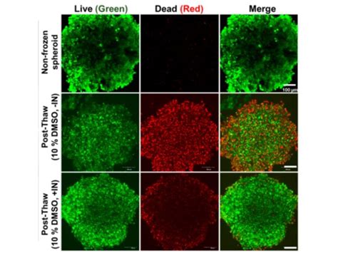 New Storage Method Improves Cryopreservation Of D Cell Models Labcompare