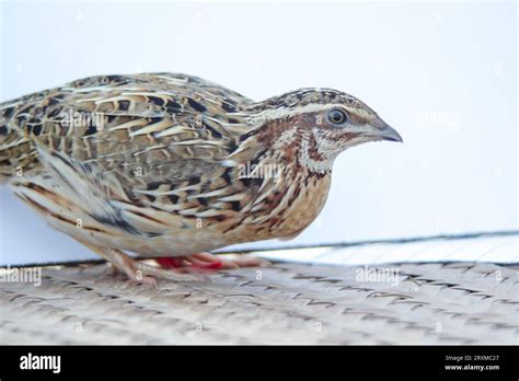 Man Holds Common Quail In Hand Wild Domestic Common Quail Coturnix