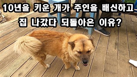 10년을 키운 개가 주인을 배신하고 집 나갔다 되돌아온 이유 자연인 도깨비삼춘의 산속 생활 Youtube
