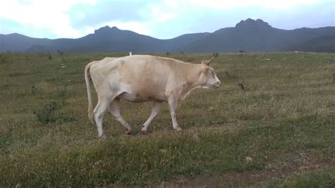 中国内モンゴルの山地草原旅行 遊牧民の移動式住居モンゴルゲルに泊まって放牧してみる 内モンゴルの草原から〜country Life In