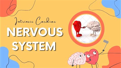 Intrinsic Cardiac Nervous System Grade 10 Hope Siyensikula Youtube