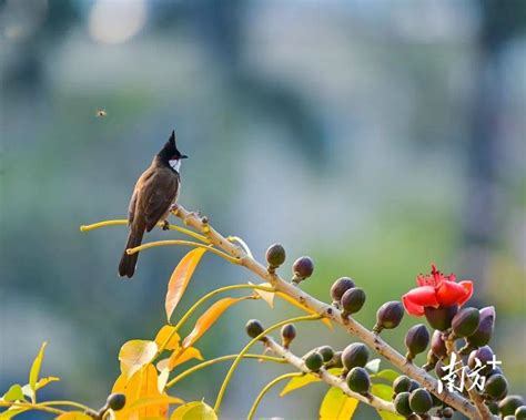 多图｜绿美黄江！木棉花开鸟儿欢蔡子航韦基黄京坑