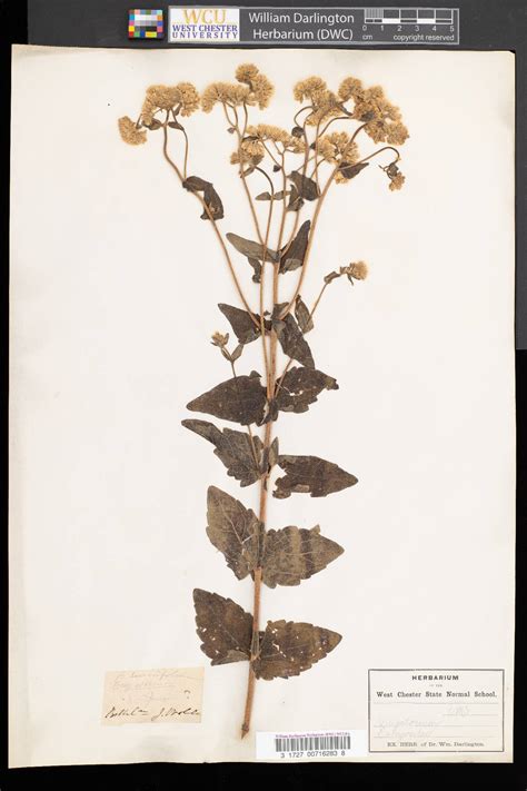 Mid Atlantic Herbaria Occurrence Profile