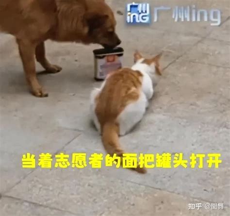 贵阳夫妻拿保供月饼喂狗被抓，爱狗人士情绪激动 知乎