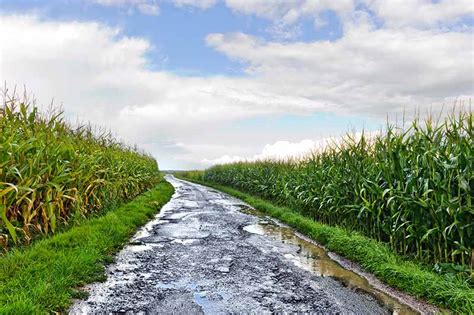 How To Hand Pollinate Corn Gardeners Path