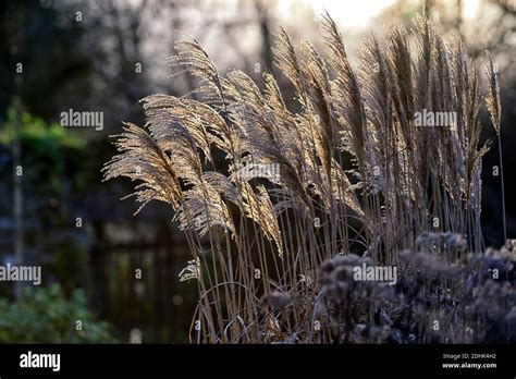 Miscanthus Sinensis Malepartuschinese Silver Grasswinterbacklitbacklightingornamental