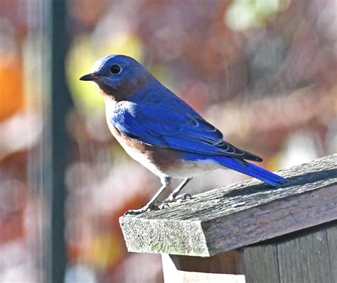 Creating The Perfect Nesting Box For Your Chickens Huffington News