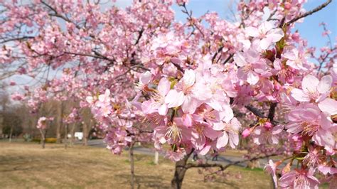 【葛飾区】河津桜と紅梅・白梅がいま見頃！今週末お花見に行くなら水元公園がおすすめ（asa24） エキスパート Yahooニュース