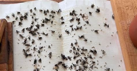 Bonaire Is Grappling With A Real Fly Infestation BES Reporter
