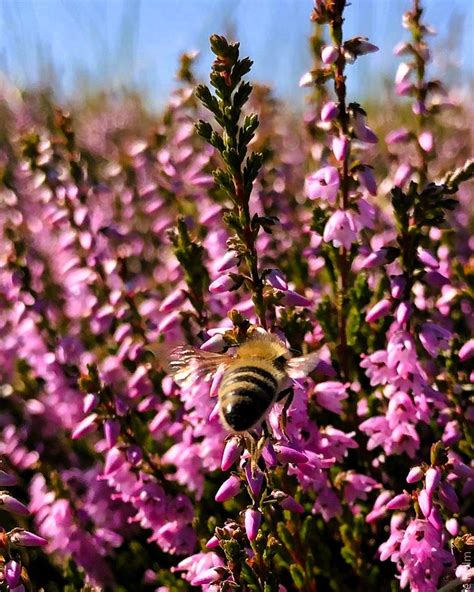 The Ultimate Guide To Heather Honey Benefits For Health And Cuisine