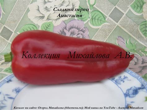 Сладкий перец Анастасия