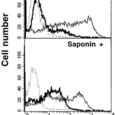 Indirect Immunofluorescence Microscopy Of Saponin Permeabilized