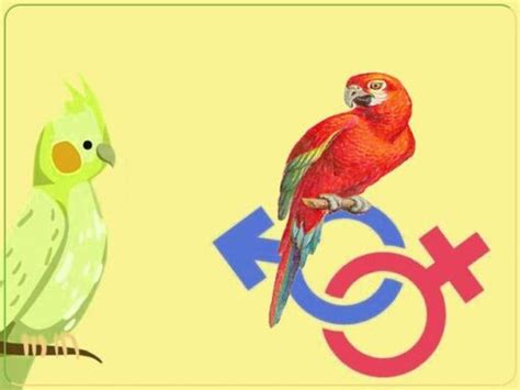 تشخیص جنسیت و سن طوطی تهران طوطی