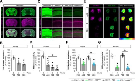 Snca Genetic Lowering Reveals Differential Cognitive Function Of Alpha Synuclein Dependent On