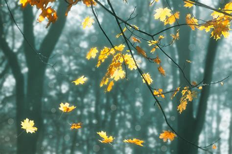 11 월 도시 공원에 단풍나무 나무에서 떨어지는 나뭇잎이을 시즌 야외 배경 0명에 대한 스톡 사진 및 기타 이미지 0명 가을 계절 Istock