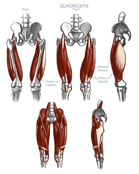 Quadriceps R Learnart