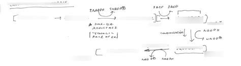 Lecture 39 Cholesterol Synthesis Process Diagram Quizlet