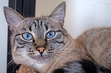 Face Detection Using Opencv With Haar Cascade Classifiers By Vince Tabora Becoming Human