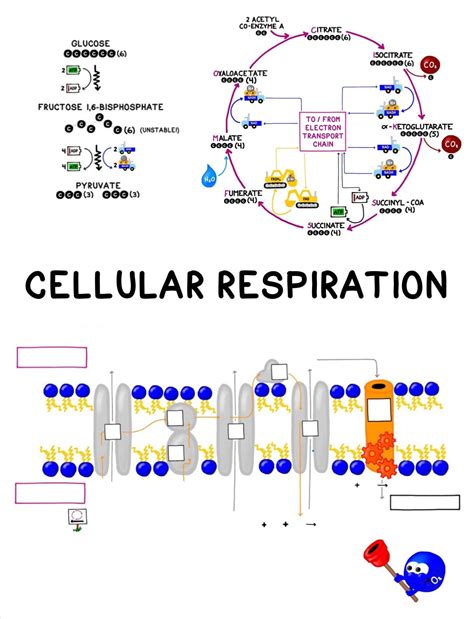 Cellular Respiration Guided Notes And Diagrams Printable Handout Etsy