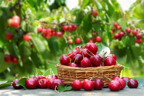 Черешня: польза и вред для организма, калорийность | РБК Life