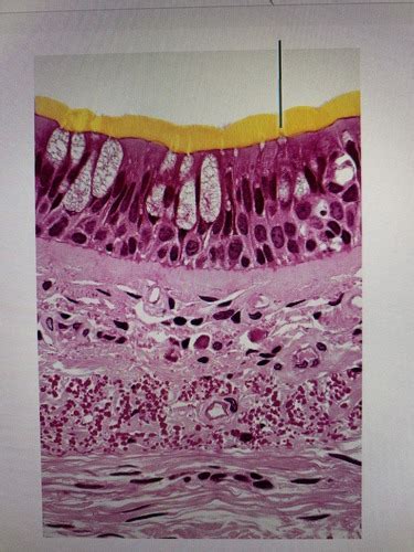 Histology Flashcards Quizlet