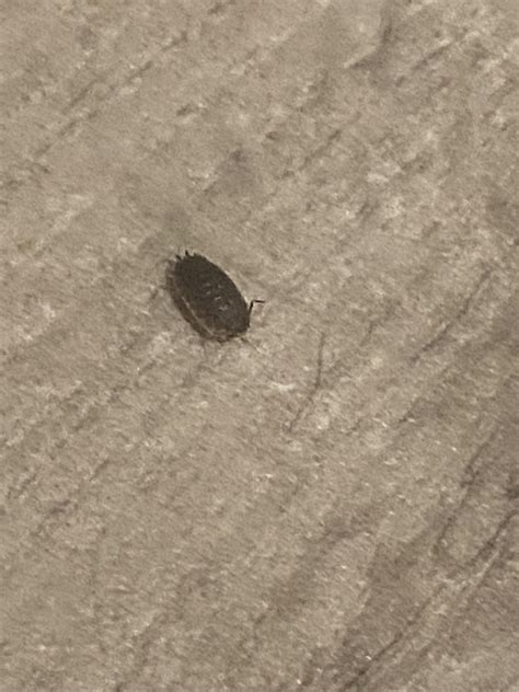 What Is This Bug Found Crawling On My Bed I Am Mortified By The Idea Of Bugs Crawling On Me In