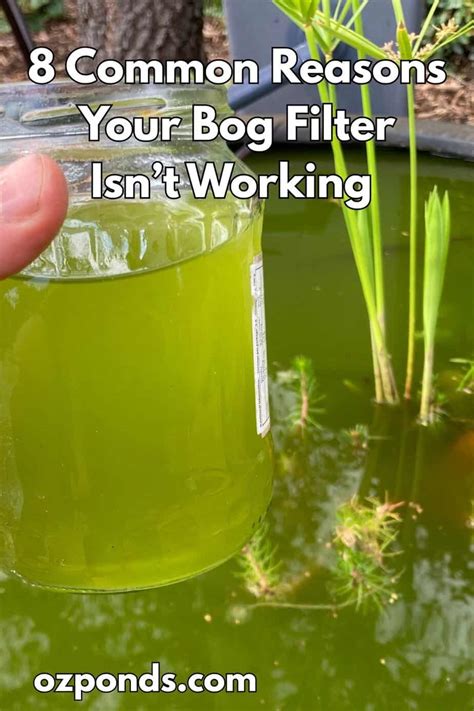 Troubleshooting Bog Filters Why Yours Isnt Working Yet Ozponds